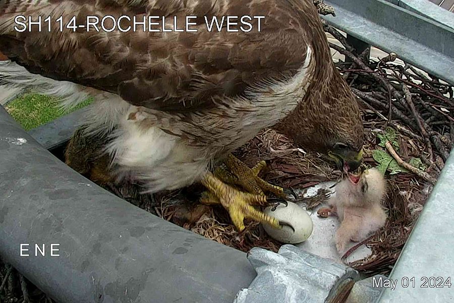 Un halcón bebé eclosiona bajo la cámara de TxDOT